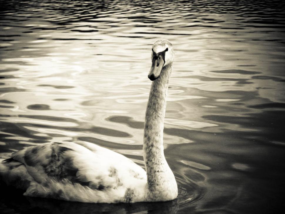 Free Stock Photo of Single swan | Download Free Images and Free ...