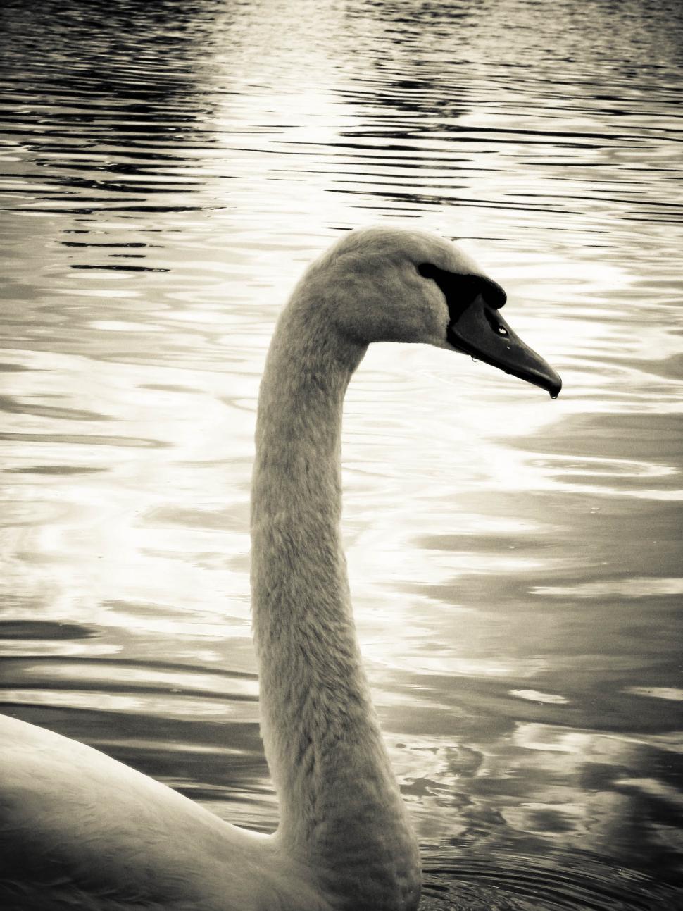 Free Stock Photo of One swan on the lake | Download Free Images and ...