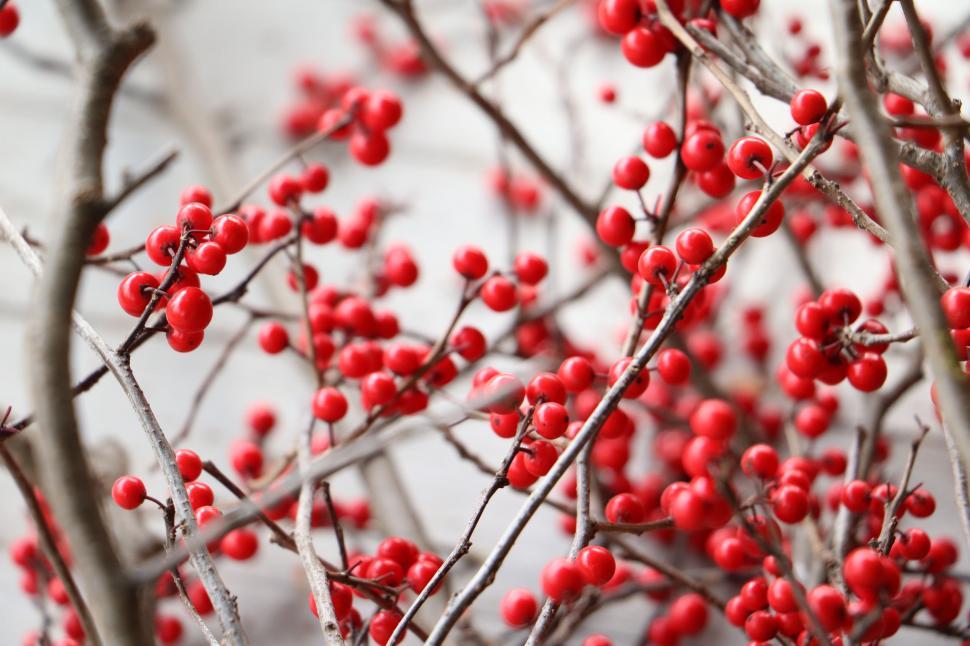 Free Stock Photo of Red Berries Growing on Tree Branches | Download ...