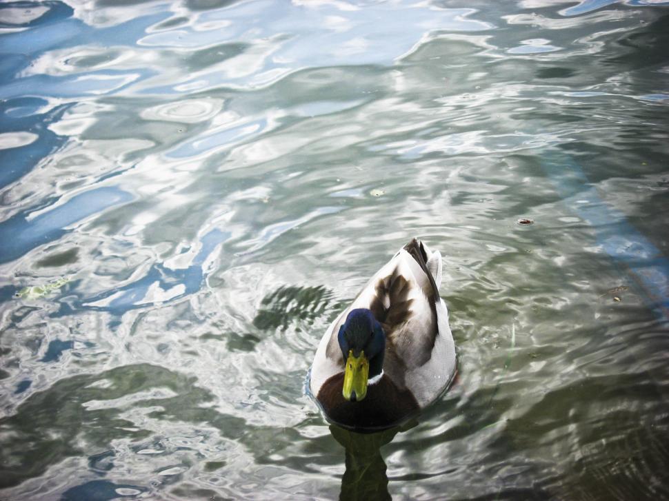 Free Stock Photo of Duck on the lake | Download Free Images and Free ...