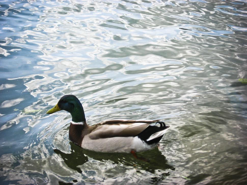 Free Stock Photo of One single duck in the water | Download Free Images ...