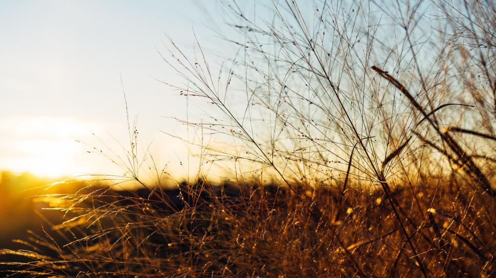 Free Stock Photo of Sun Setting Over Tall Grass Field | Download Free ...