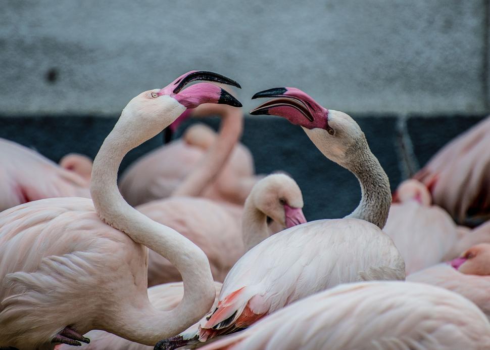 Free Stock Photo of Group of Flamingos Standing Together | Download ...