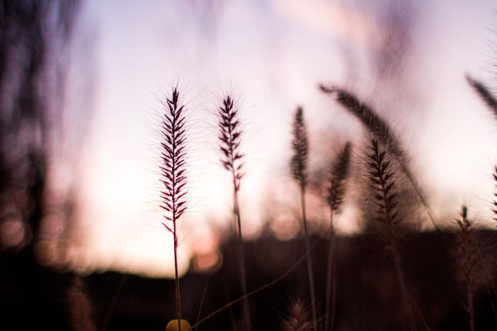 Free Stock Photo of Blurry Field of Tall Grass | Download Free Images ...