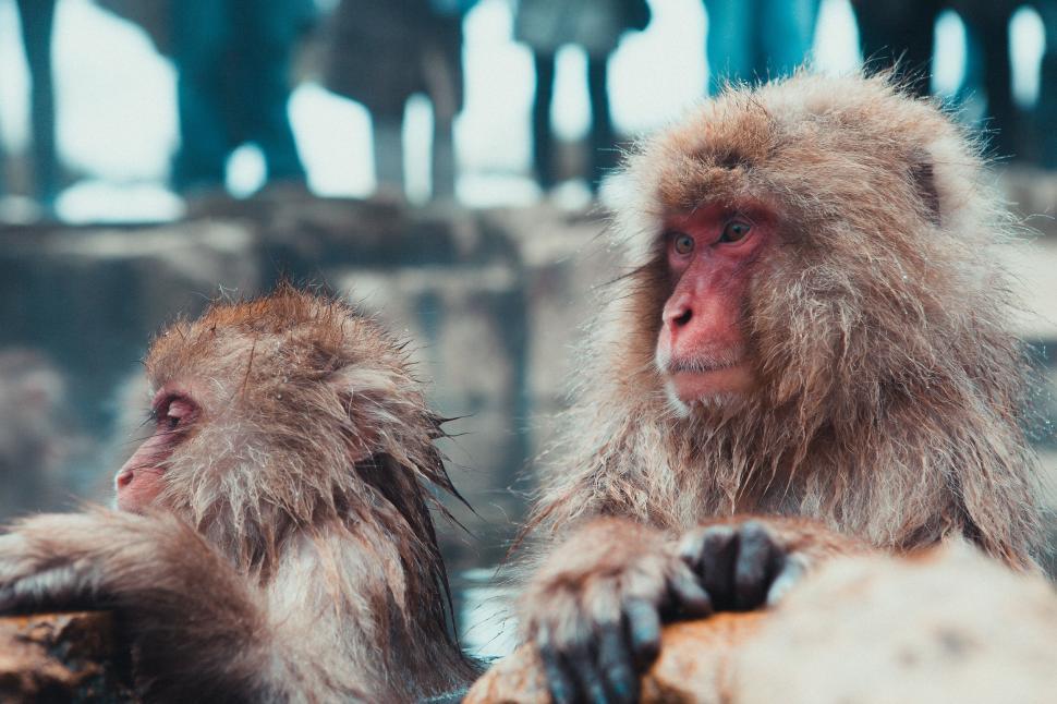 Free Stock Photo of Two Monkeys Sitting Together | Download Free Images ...