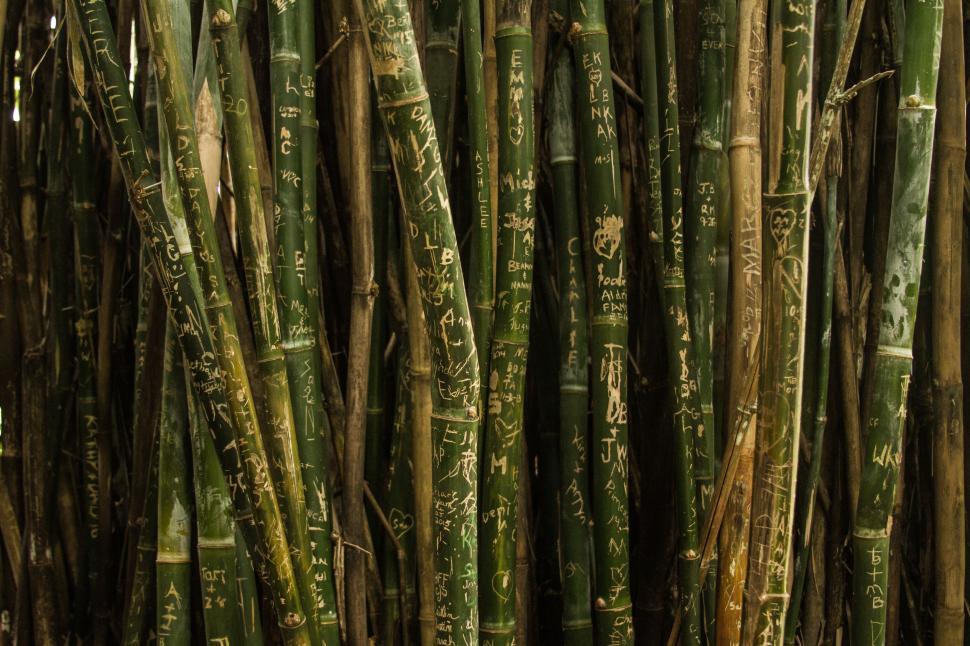 Free Stock Photo of Close Up of Bunch of Bamboo Sticks | Download Free ...
