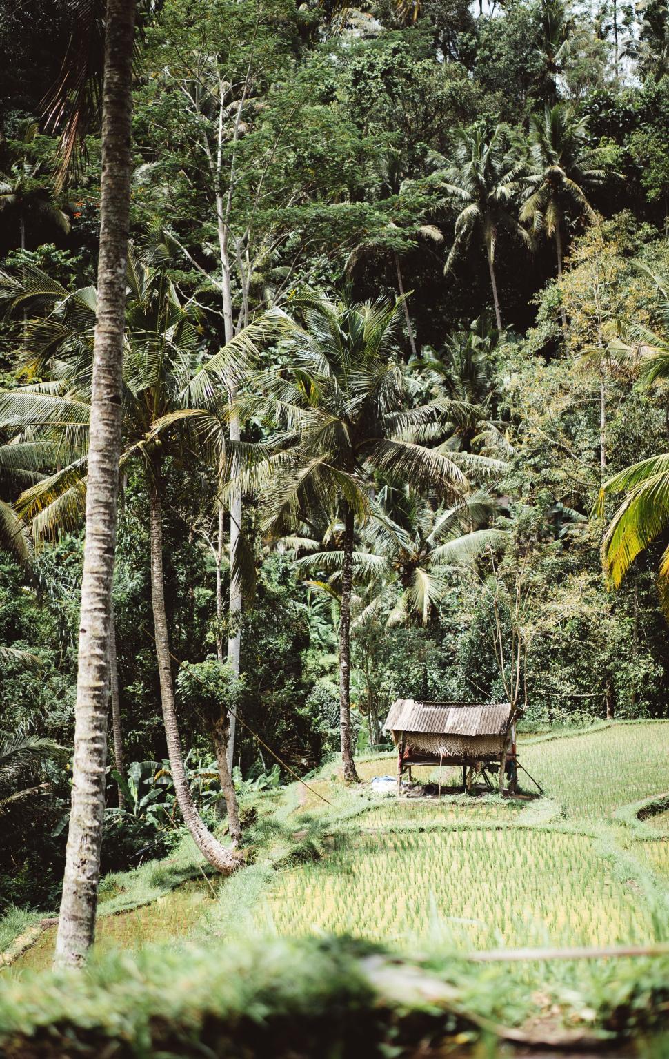Free Stock Photo of Wooden Bench in Lush Green Forest | Download Free ...