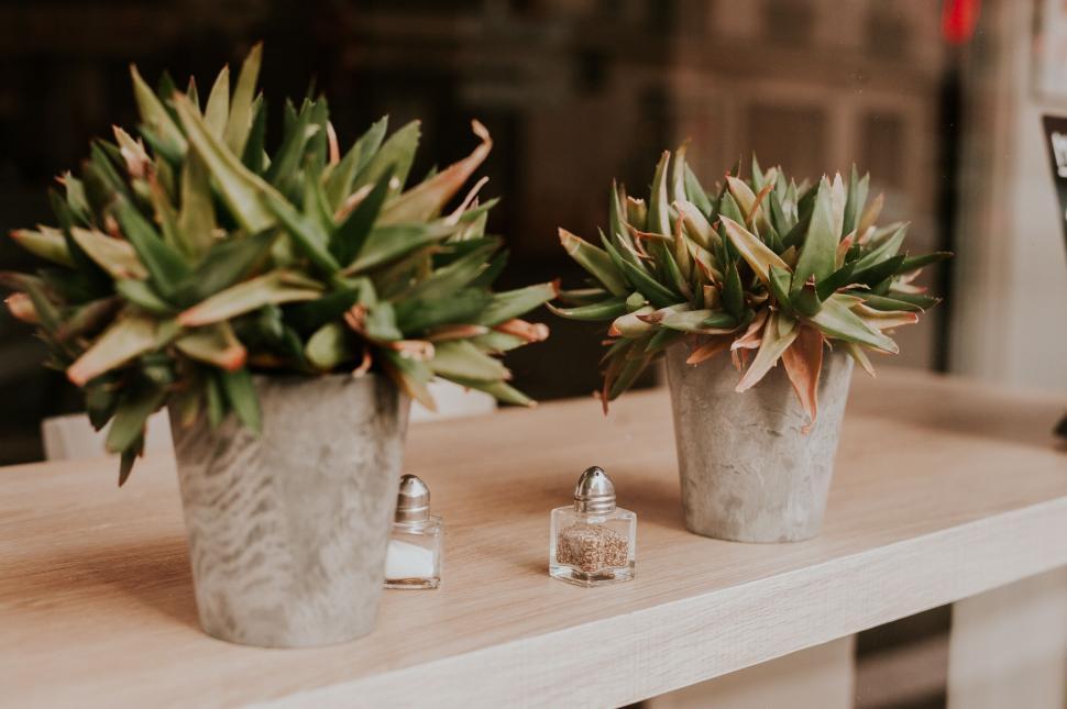Free Stock Photo of Two Potted Plants on Wooden Table | Download Free ...