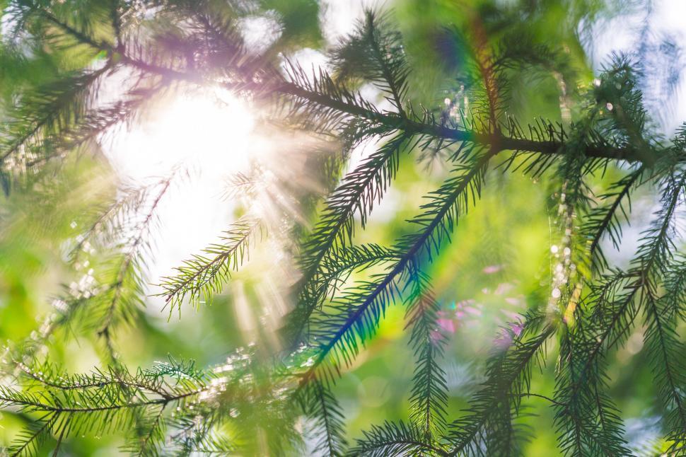 Free Stock Photo of Sun Shining Through Pine Tree Branches | Download ...