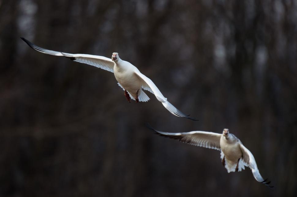 Free Stock Photo of Birds Flying Through Forest | Download Free Images ...