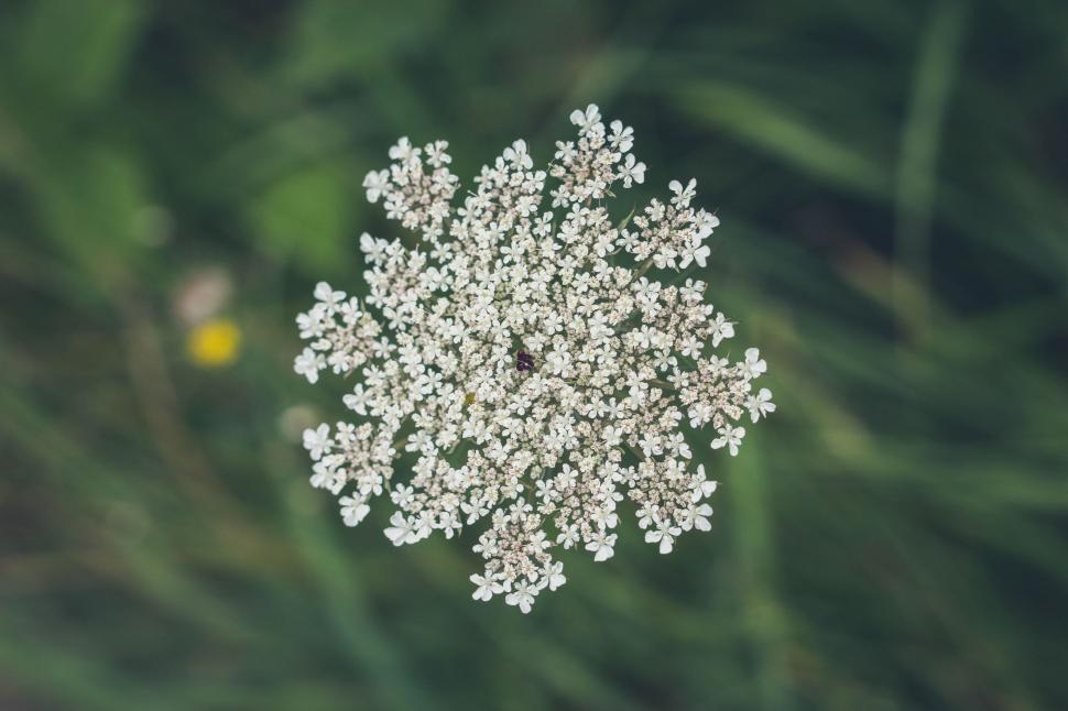 Free Stock Photo of Close Up of a Snowflake in the Grass | Download ...