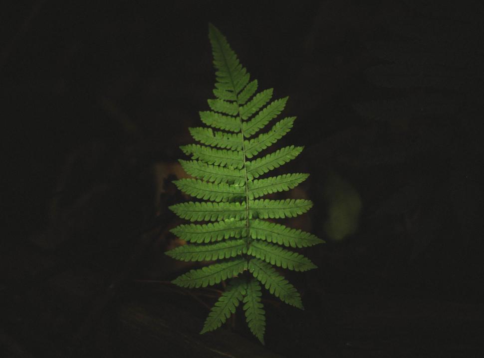 Free Stock Photo of Glowing Green Leaf in the Dark | Download Free ...