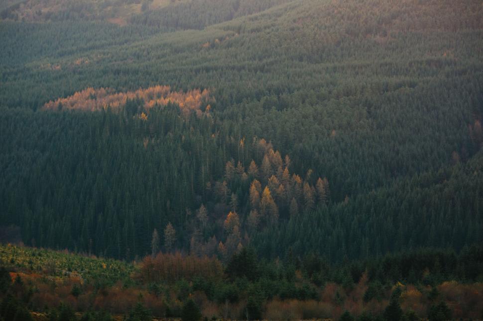 Free Stock Photo of Panoramic View of Forest From High Vantage Point ...