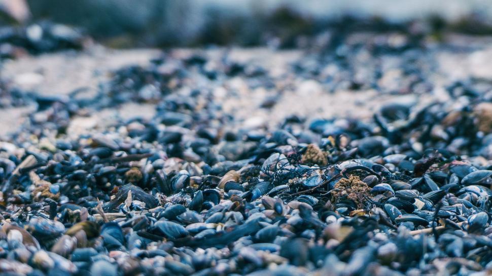 Free Stock Photo of Close Up of Blue Seeds | Download Free Images and ...