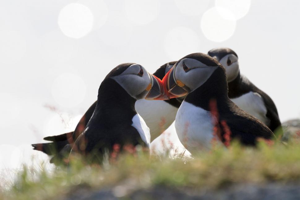 Free Stock Photo of Puffins on sunny day | Download Free Images and ...
