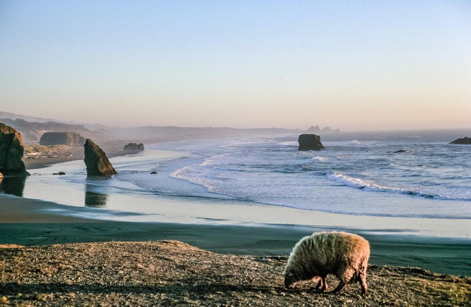 Free Stock Photo of Sheep at the shore | Download Free Images and Free ...