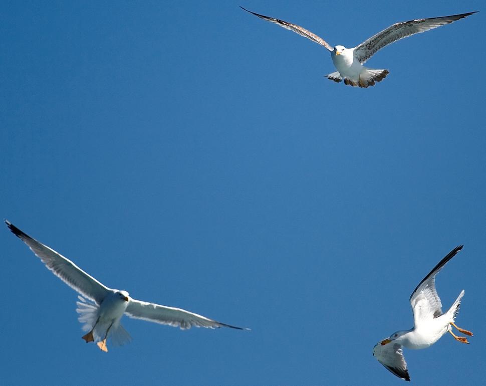 Free Stock Photo of Seagulls | Download Free Images and Free Illustrations