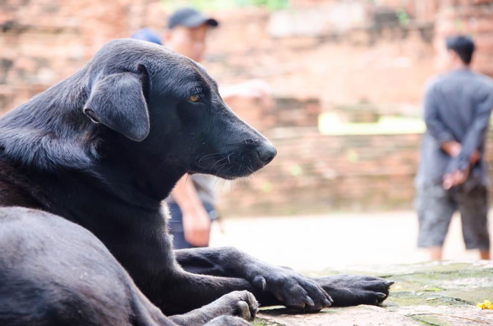 Free Stock Photo of Black dog near people | Download Free Images and ...