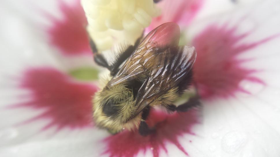 Free Stock Photo of Bee-utiful | Download Free Images and Free ...