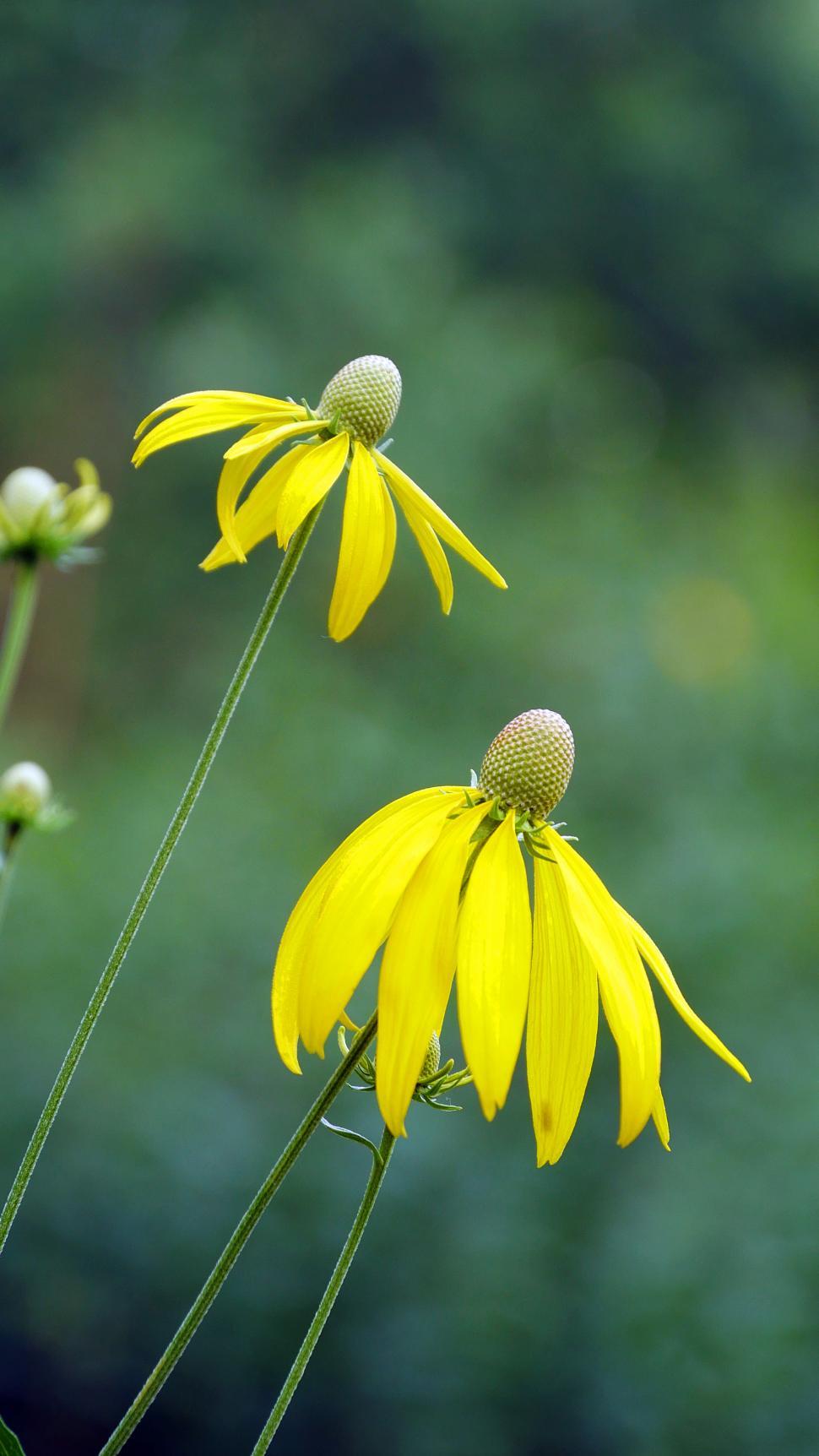 Free Stock Photo of Yellow Prairie Coneflowers | Download Free Images ...