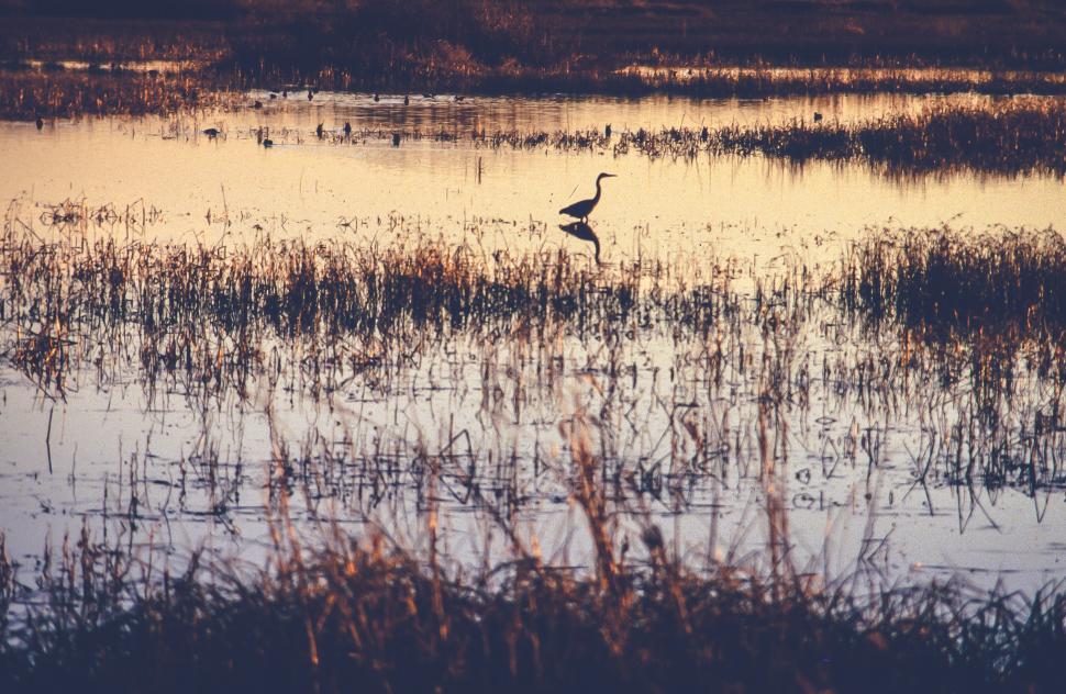 Free Stock Photo of Marsh in sunset | Download Free Images and Free ...