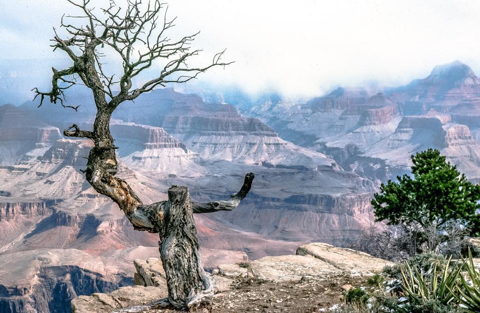 The Grand Canyon Tree A Tree With A Canyon In The Background Photo