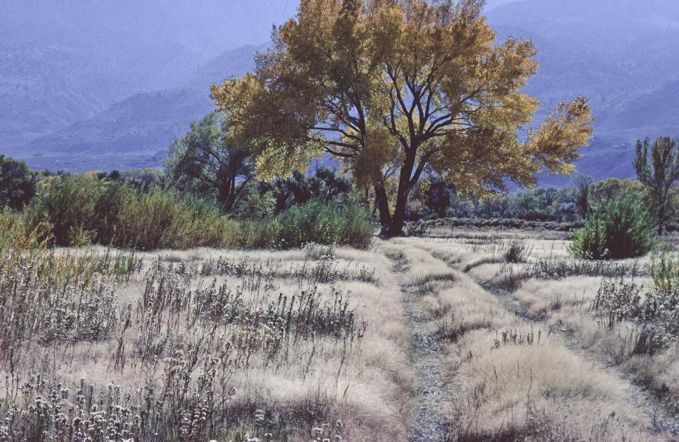 Free Stock Photo of Cottonwood tree in autumn with faint road ...