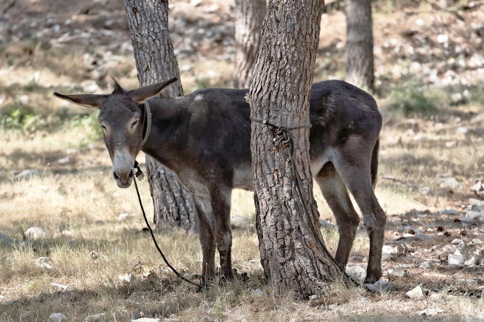 Free Stock Photo of Donkey | Download Free Images and Free Illustrations