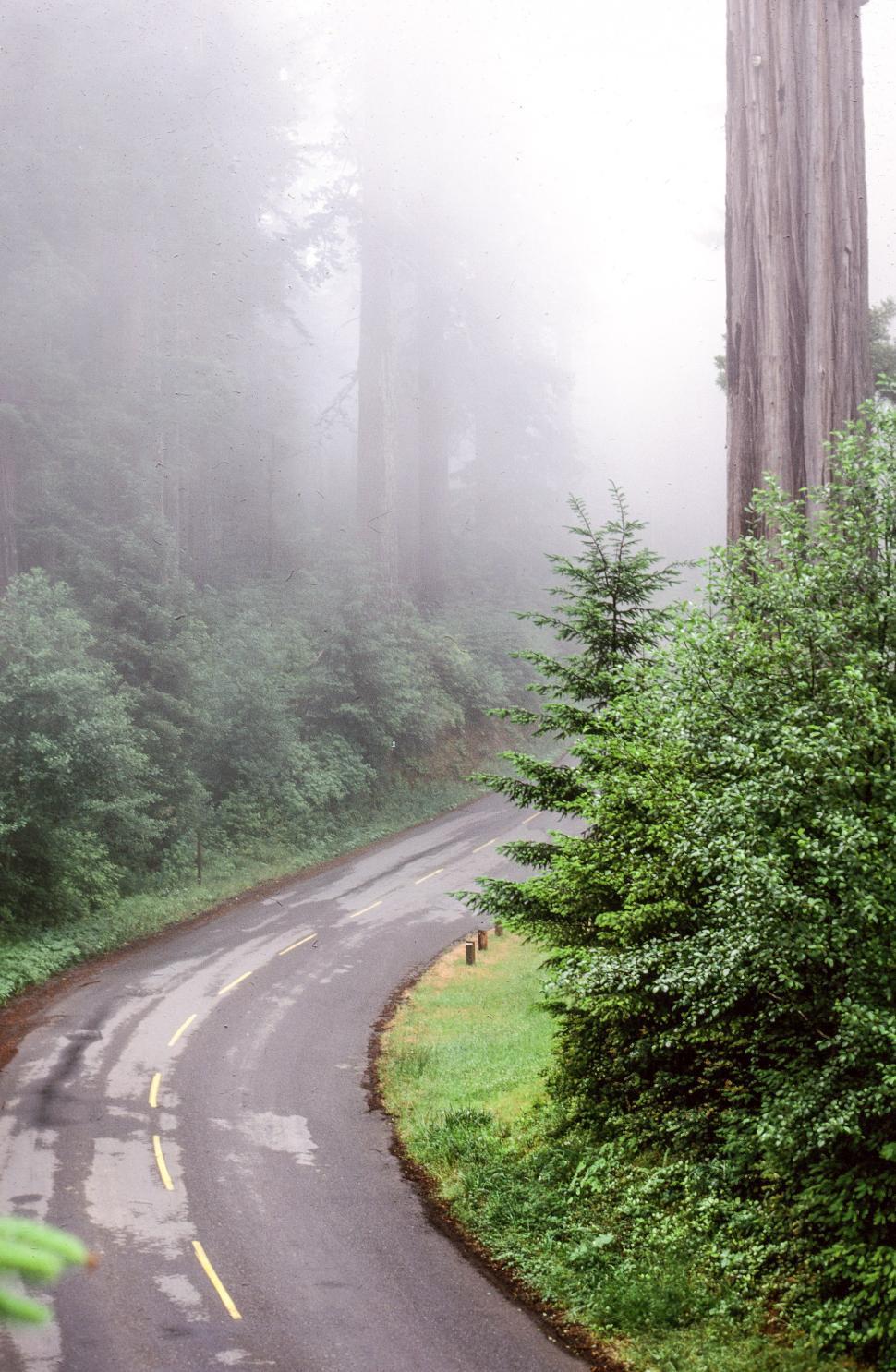 Free Stock Photo of Road in forest | Download Free Images and Free ...