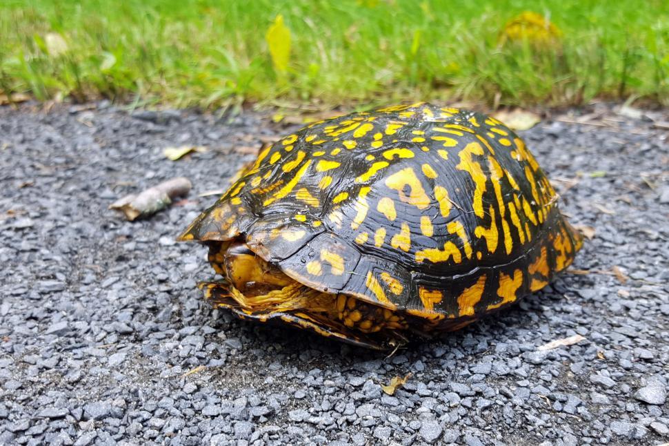 Free Stock Photo of Turtle | Download Free Images and Free Illustrations