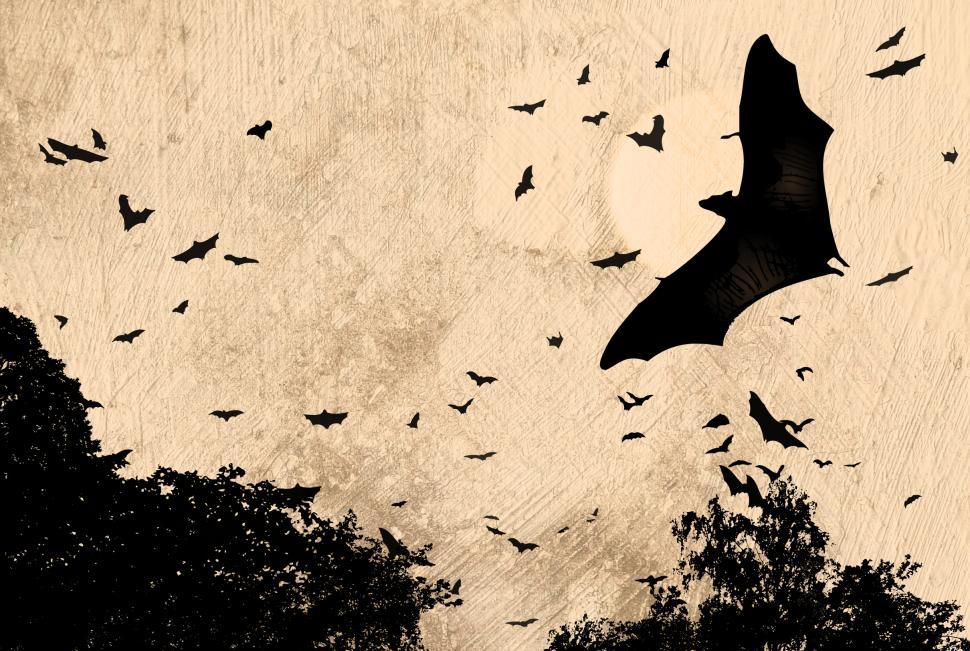 Free Stock Photo of Horror and Halloween Concept - Bats Flying Over ...
