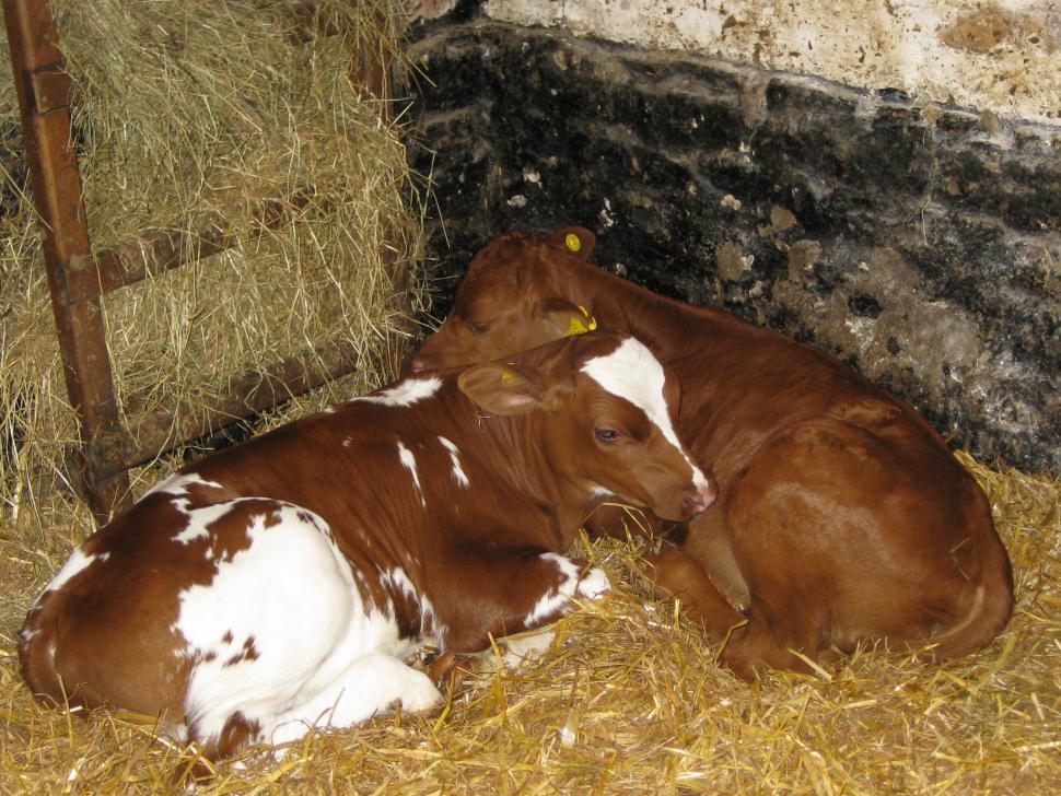 Free Stock Photo of Calf | Download Free Images and Free Illustrations