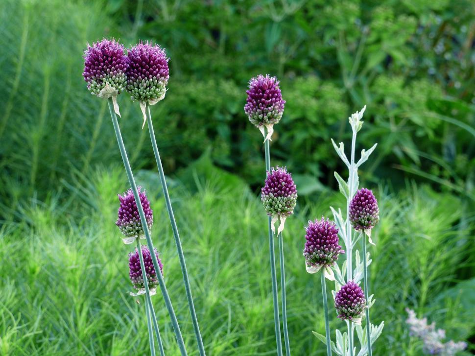 Free Stock Photo of Allium Flowers in Green Field | Download Free ...