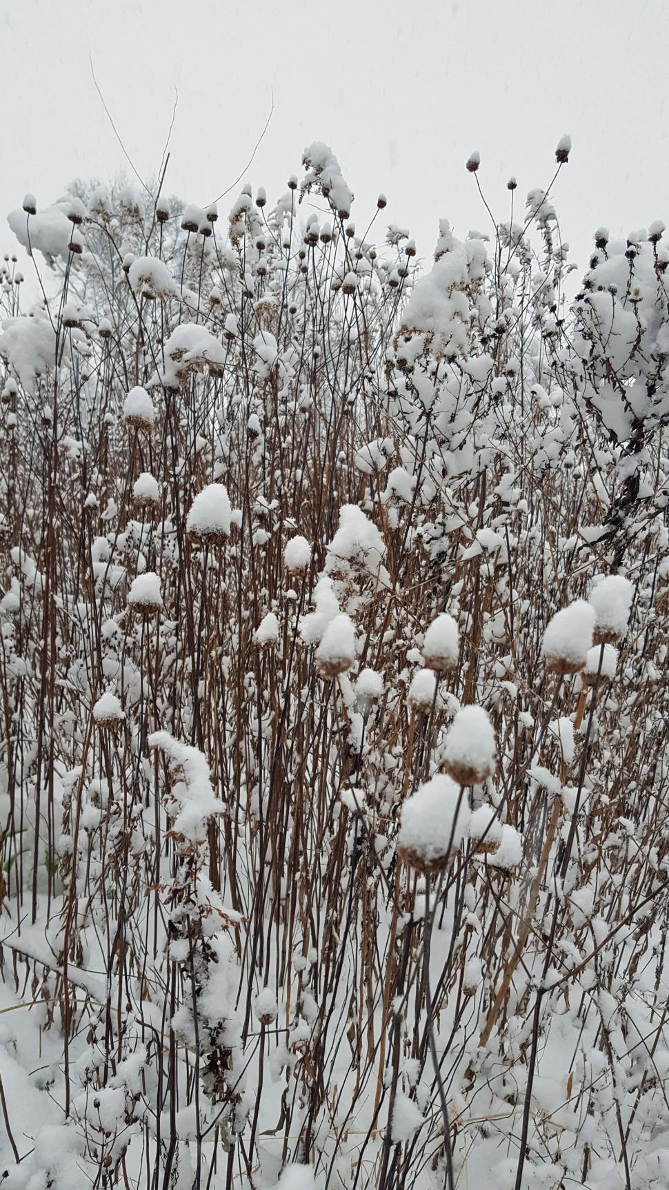 Free Stock Photo of Snow Covered Dried Cosmos Plants | Download Free ...