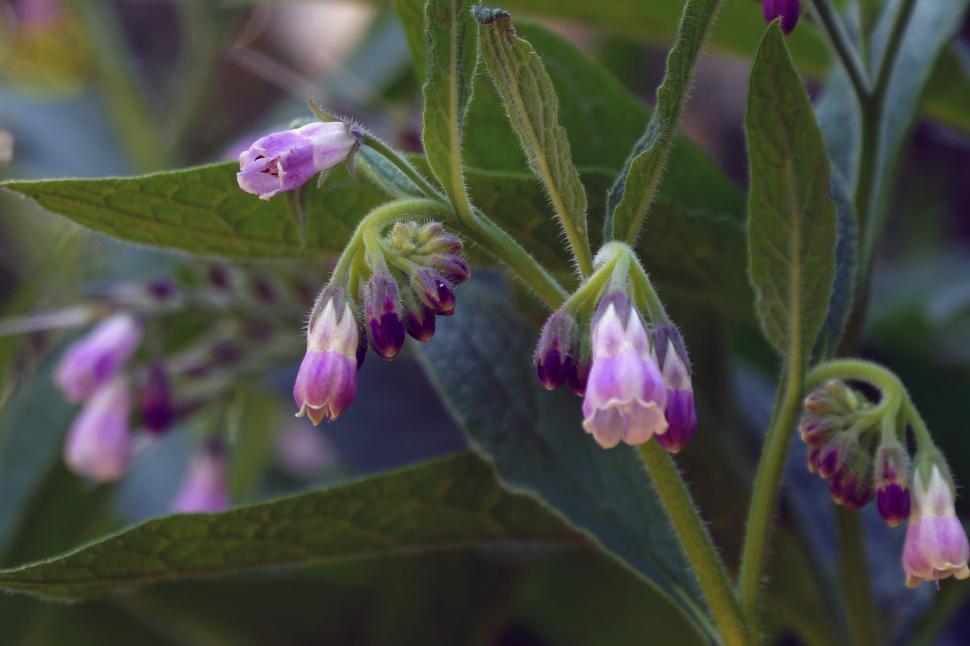 Free Stock Photo of Symphytum officinale Common Comfrey - Group of ...