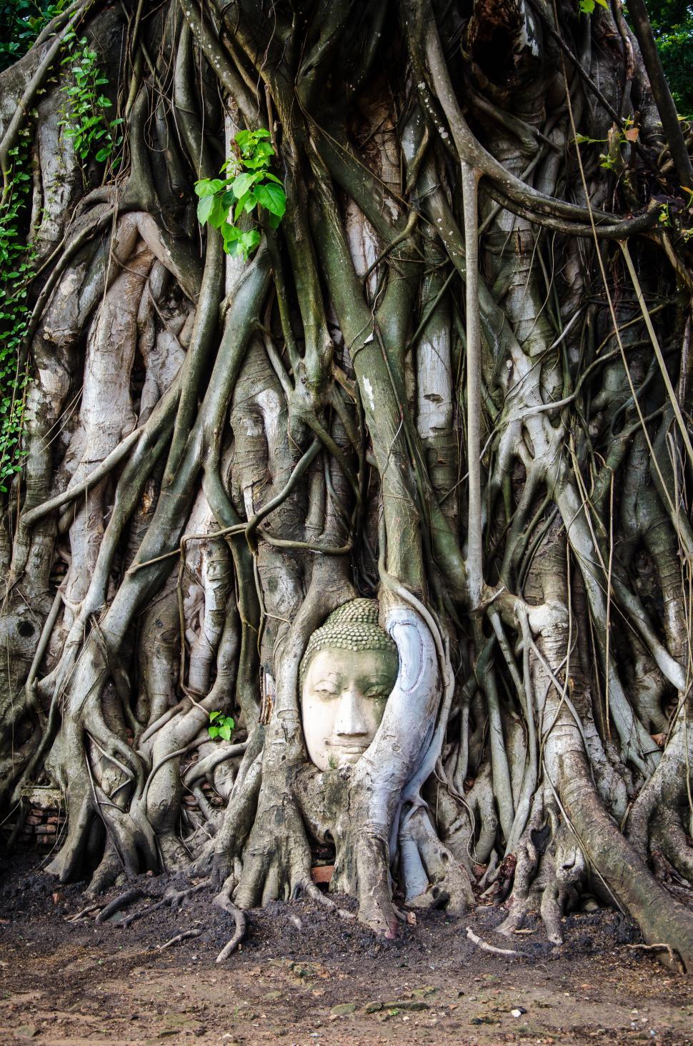 Free Stock Photo of Overgrown Buddha Statue | Download Free Images and ...