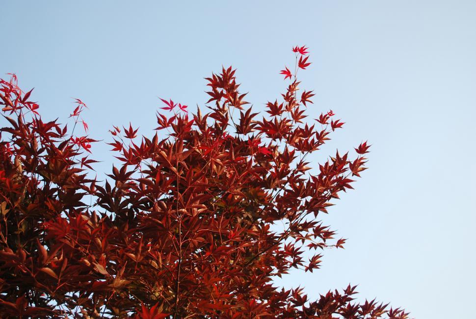 Free Stock Photo of Maple leaves | Download Free Images and Free ...