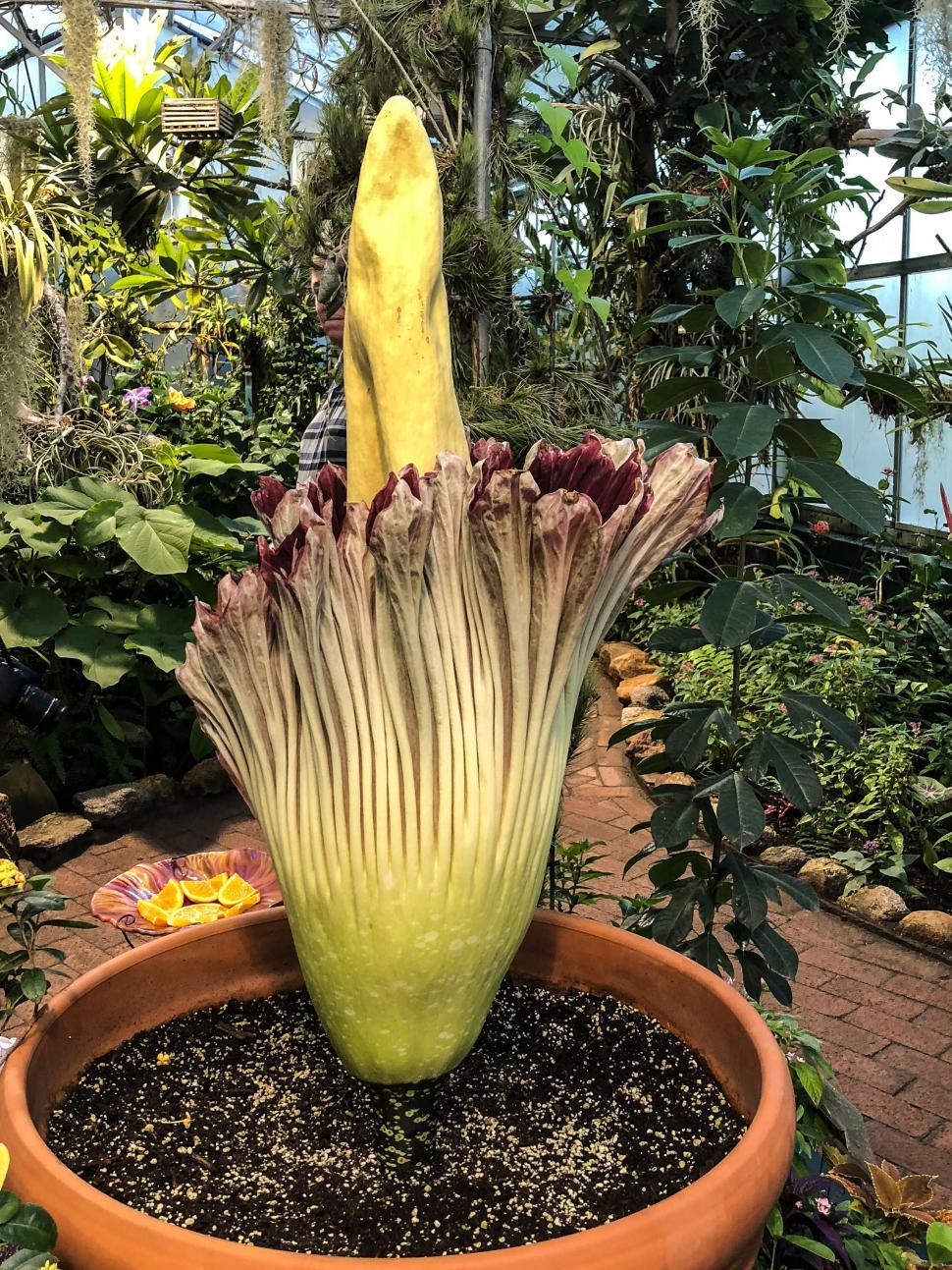 Free Stock Photo of Corpse Flower Bloom | Download Free Images and Free ...