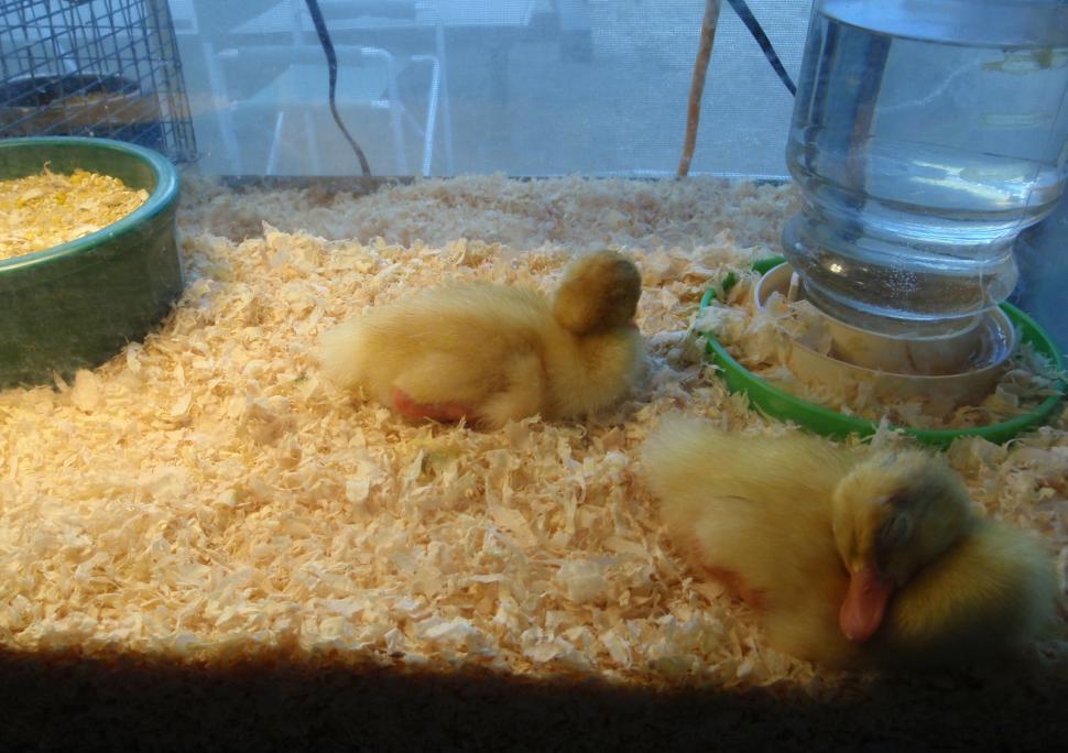 Free Stock Photo of Day old Ducks | Download Free Images and Free ...