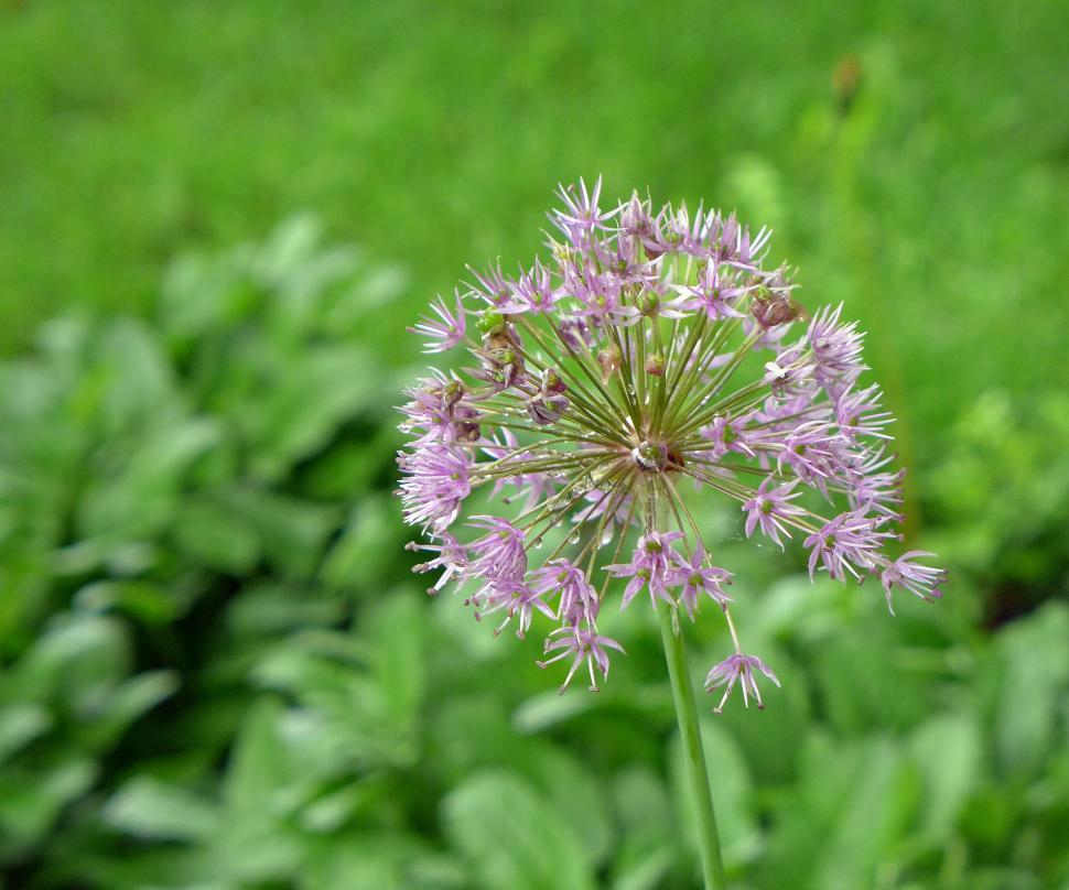 Free Stock Photo of Pink Allium Flower - Single | Download Free Images ...