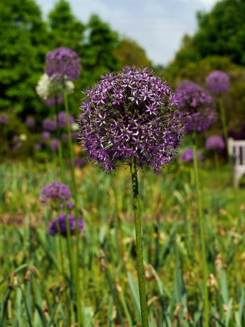 Free Stock Photo of Purple Allium Flowers | Download Free Images and ...