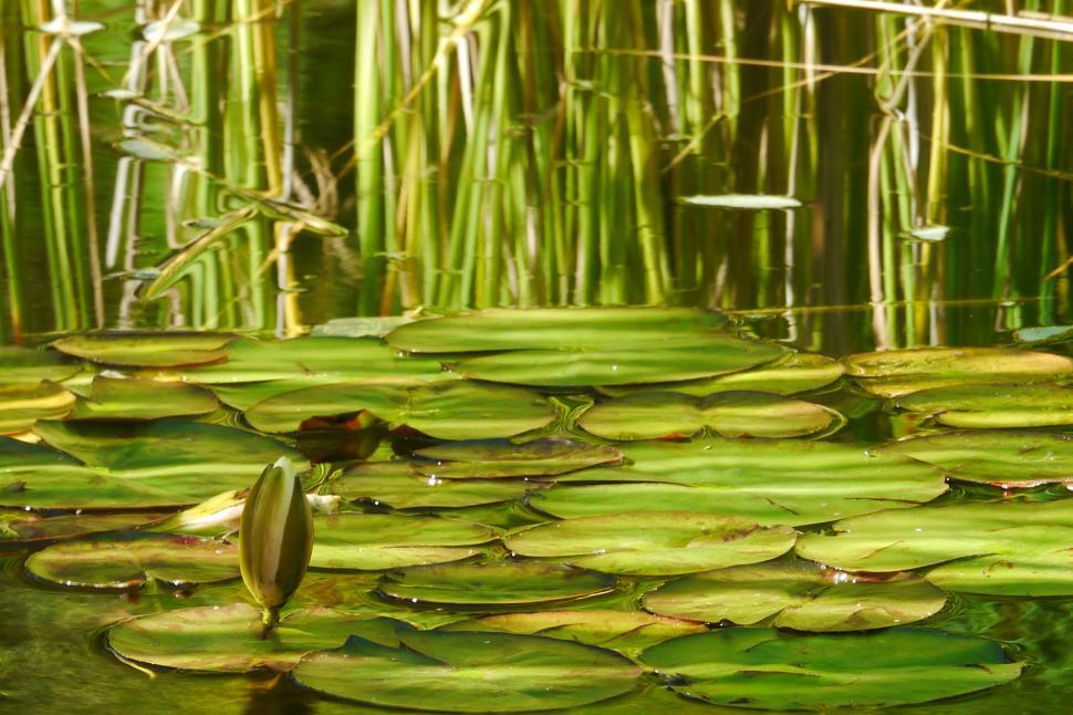 Free Stock Photo of Green Pond Scene with Lily Flower Bud | Download ...