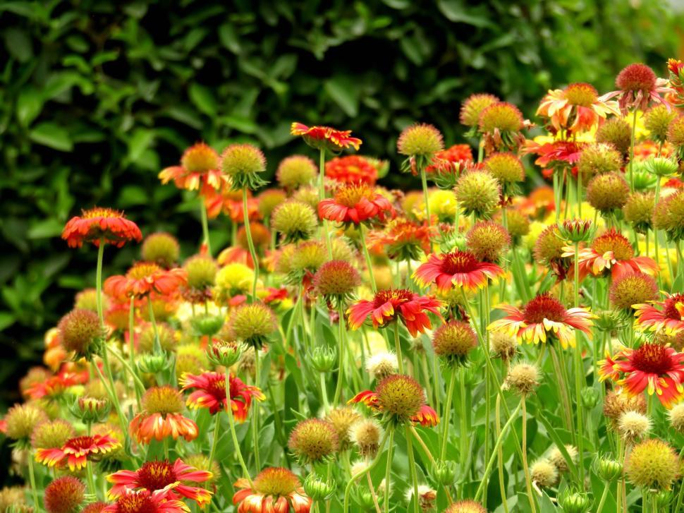 Free Stock Photo of Field of Evergreen colorful small flowers ...