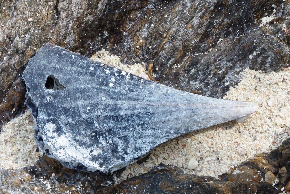 Free Stock Photo of A large seashell on a sandy rock | Download Free ...
