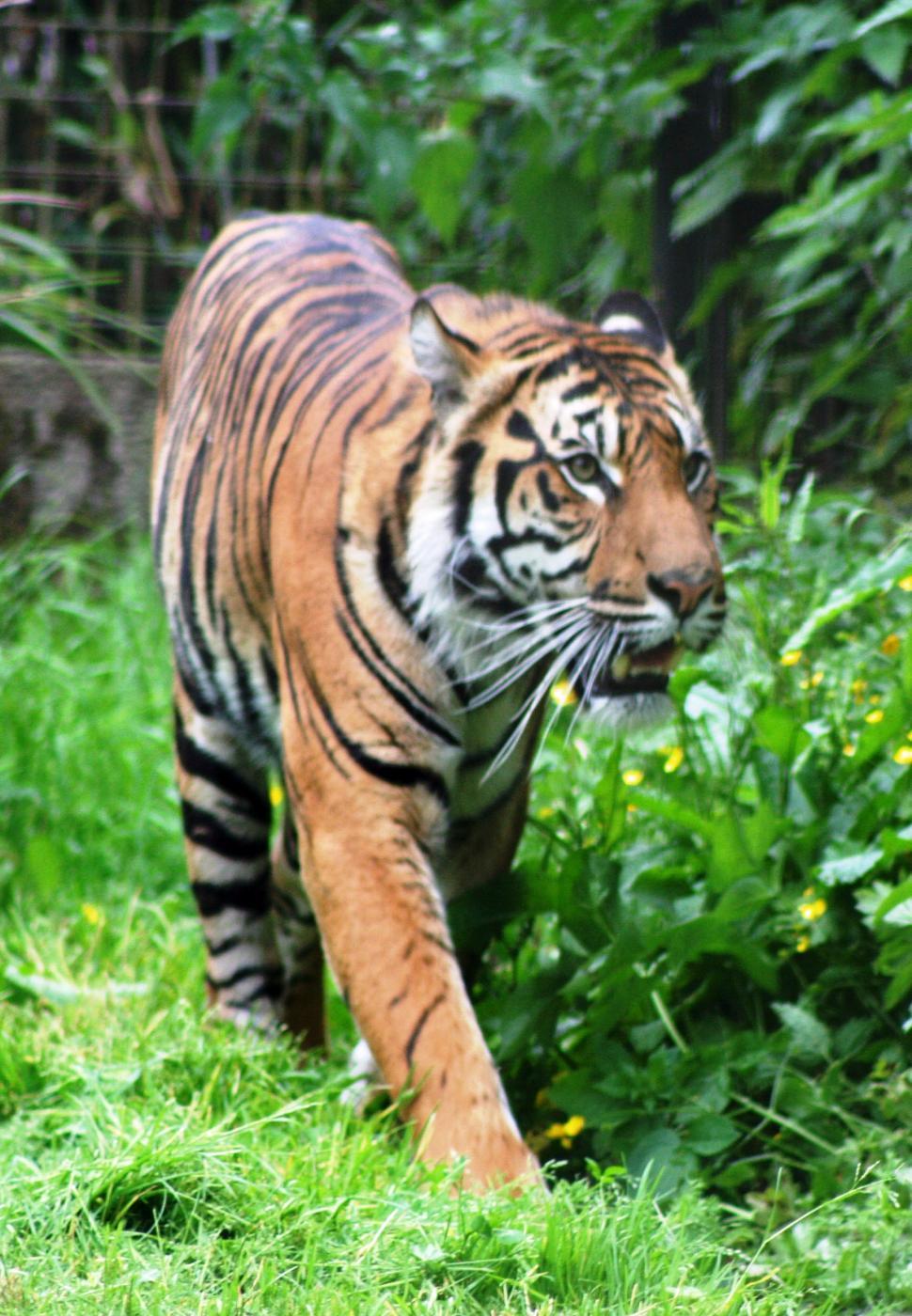 Free Stock Photo of Tiger Walking Through a Lush Green Forest ...