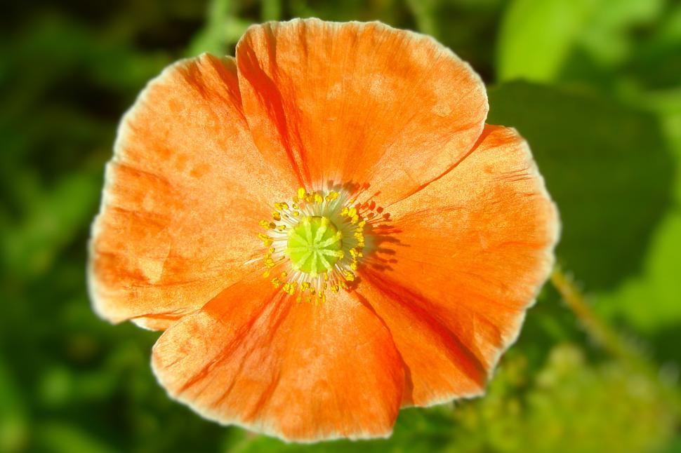 Free Stock Photo of Orange Poppy | Download Free Images and Free ...