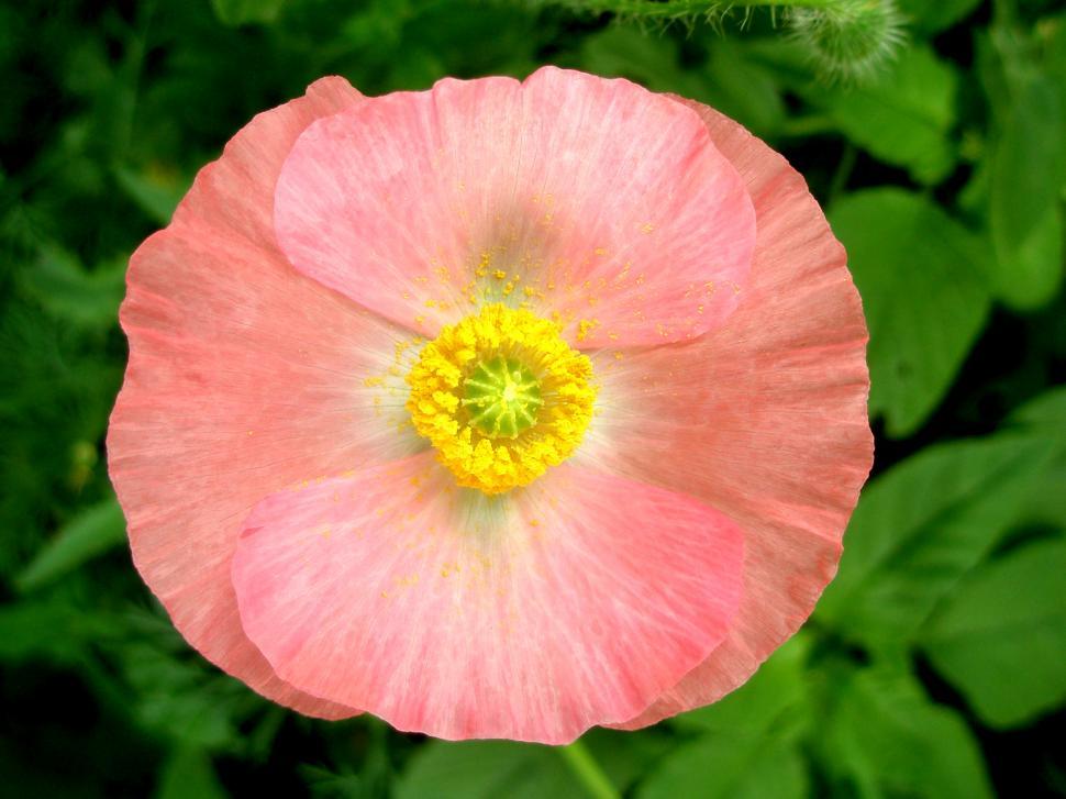 Free Stock Photo of Pink Poppy | Download Free Images and Free ...