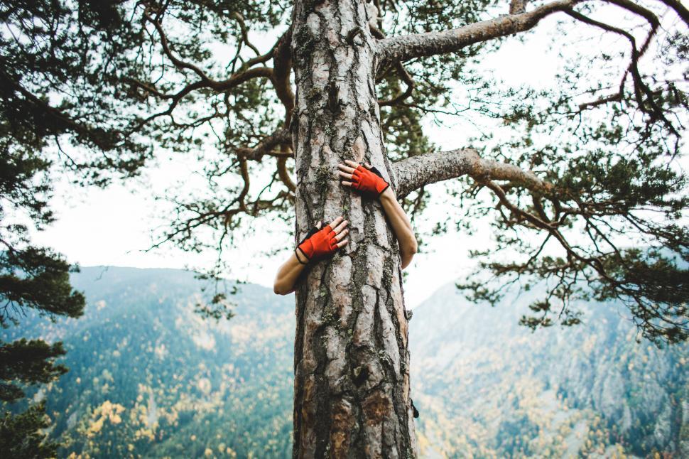 Free Stock Photo of A hiker hugging a big tree - Tree Hugger | Download ...