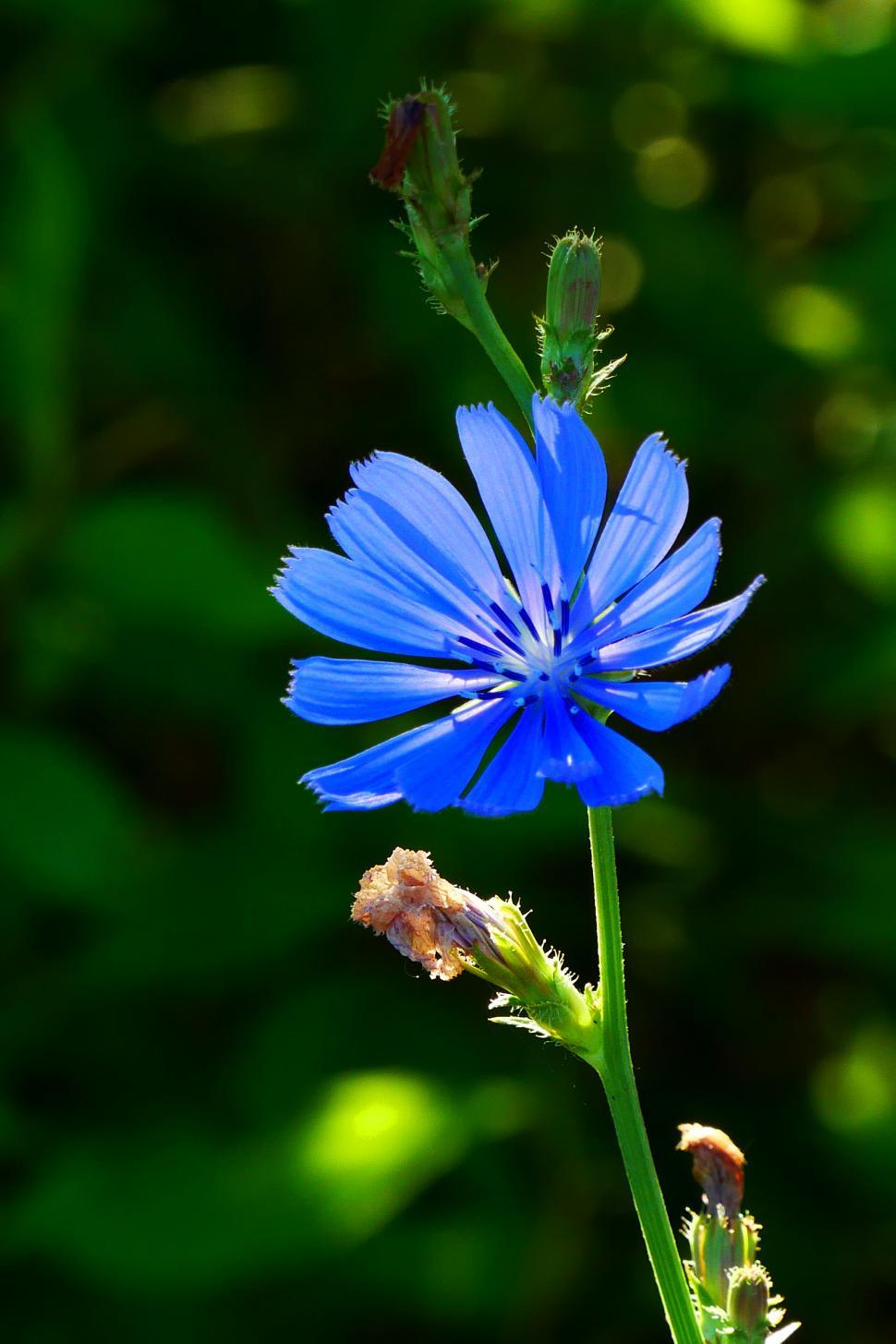 Chicory Plant Roots