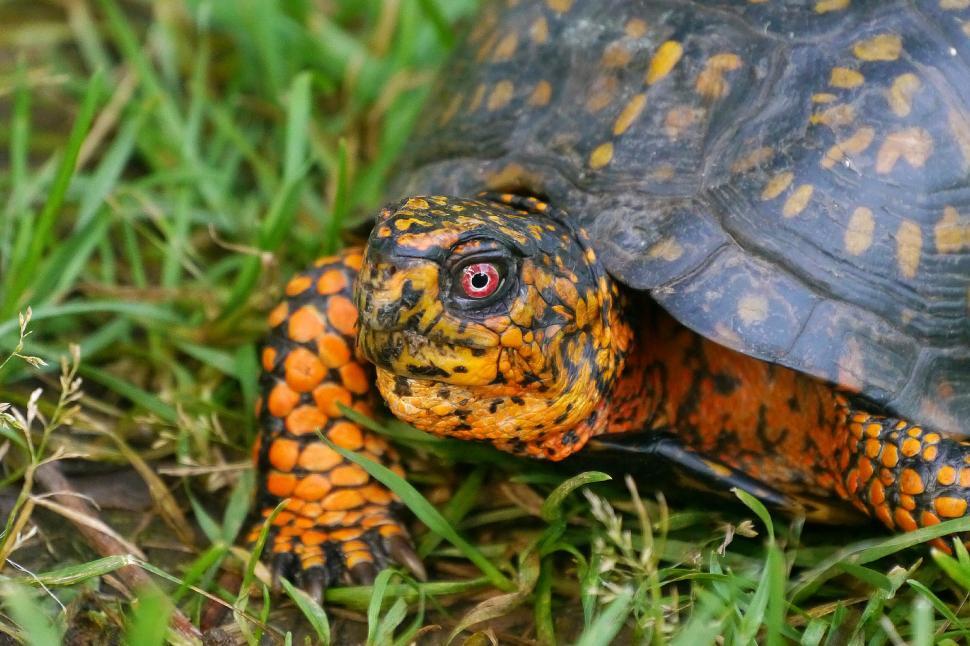 Free Stock Photo of Eastern Box Turtle | Download Free Images and Free ...